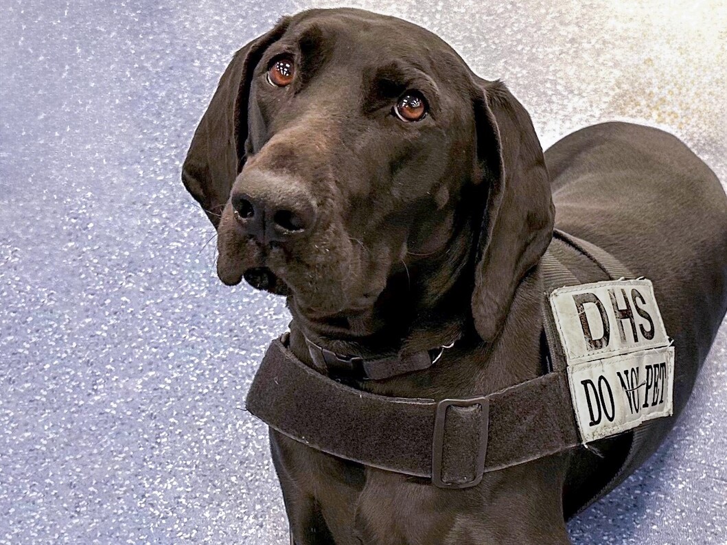 TSA Names 2023's Cutest Bomb-Sniffing Dog - Facilities Management Advisor