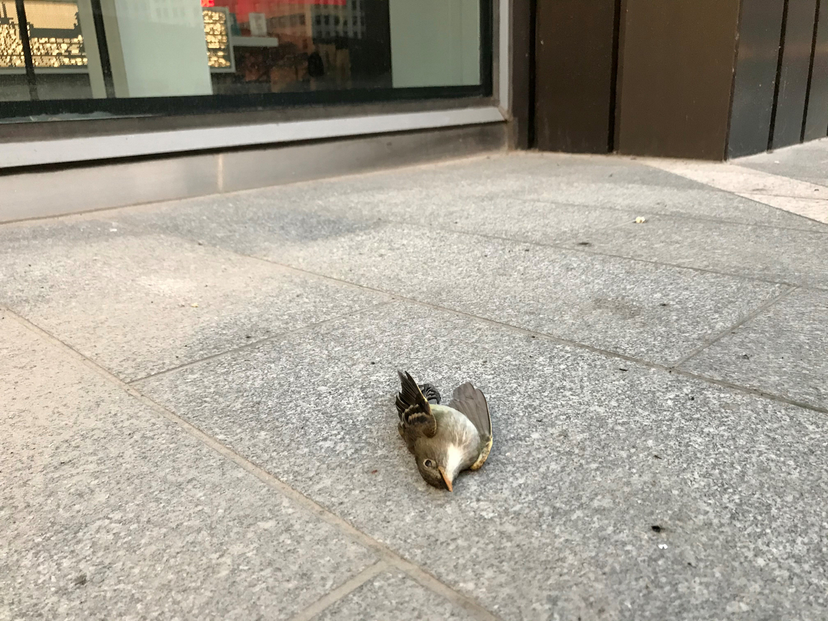 How to Prevent Bird Window Collisions - Facilities Management Advisor