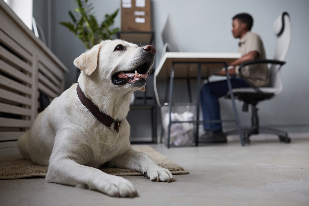 4 Ways to Transform Facilities into Pet-Friendly Workplaces ...