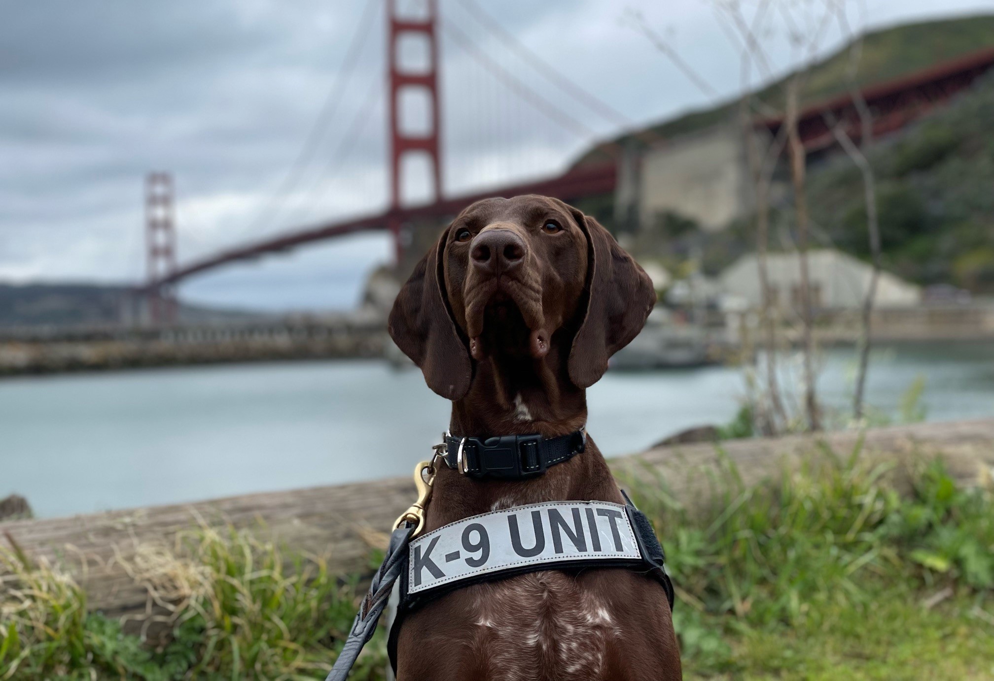 TSA Names 2024's Cutest Bomb-Sniffing Dog - Facilities Management Advisor