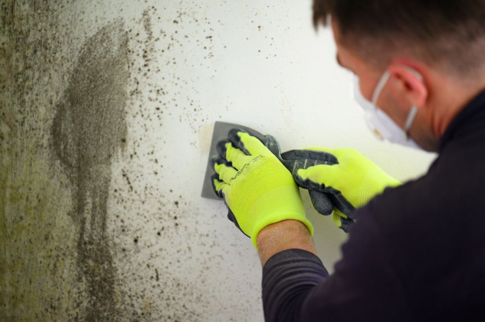 Back to Basics: Preventing Workplace Mold Exposure - Facilities ...