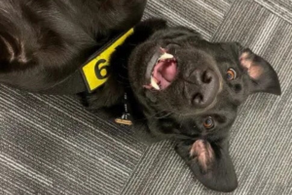 TSA Names Cutest Bomb-Sniffing Dog of 2025 - Facilities Management Advisor